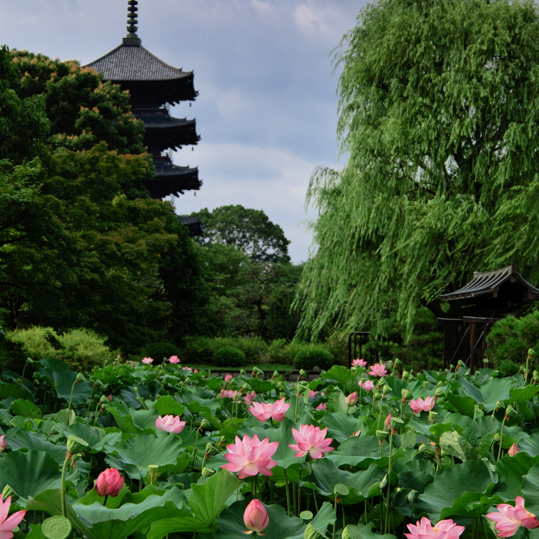 Lotus flowers at Toji-temple, Kyoto | (日本語) 御旅庵ブログ