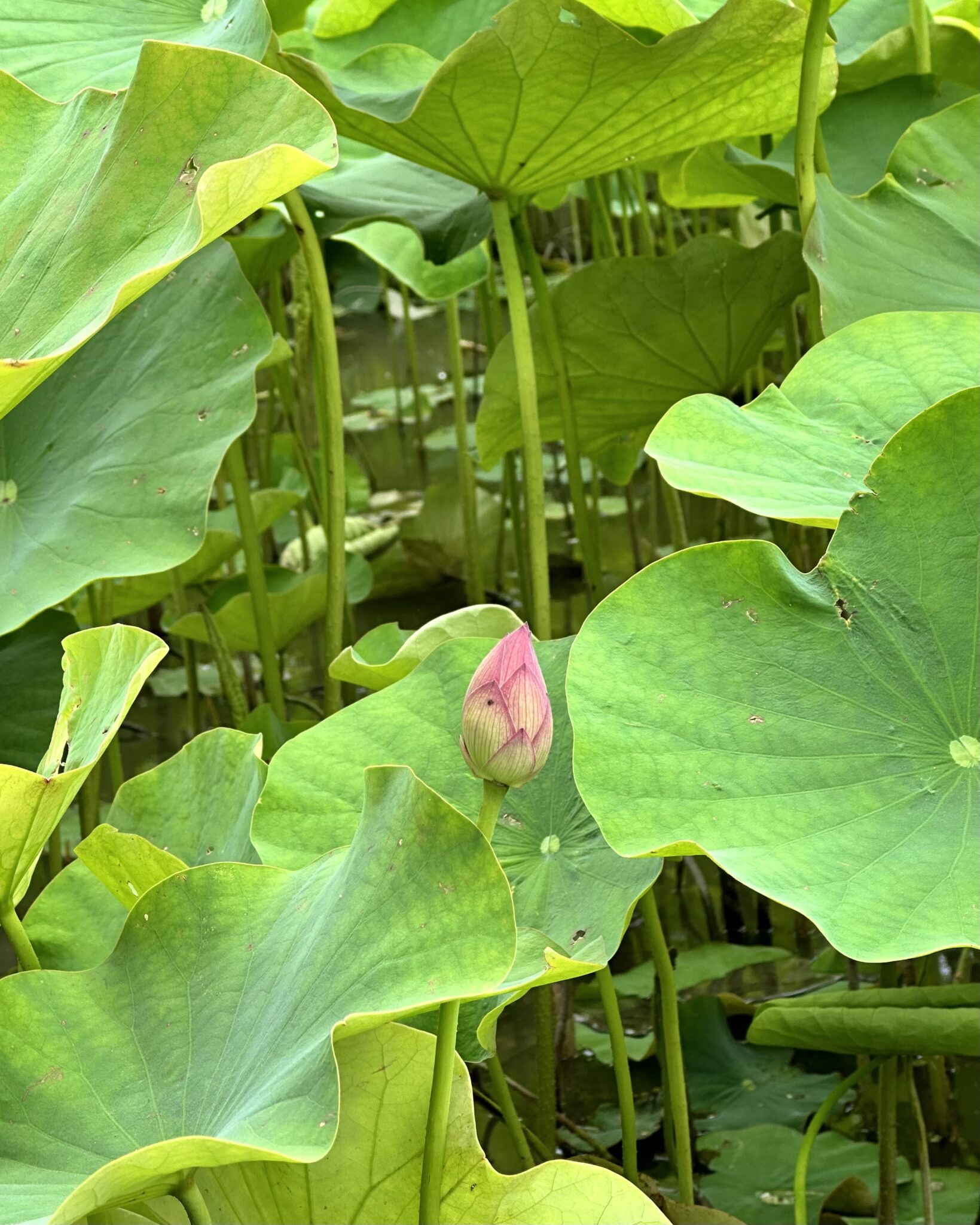 Lotus flowers at Toji-temple, Kyoto | (日本語) 御旅庵ブログ
