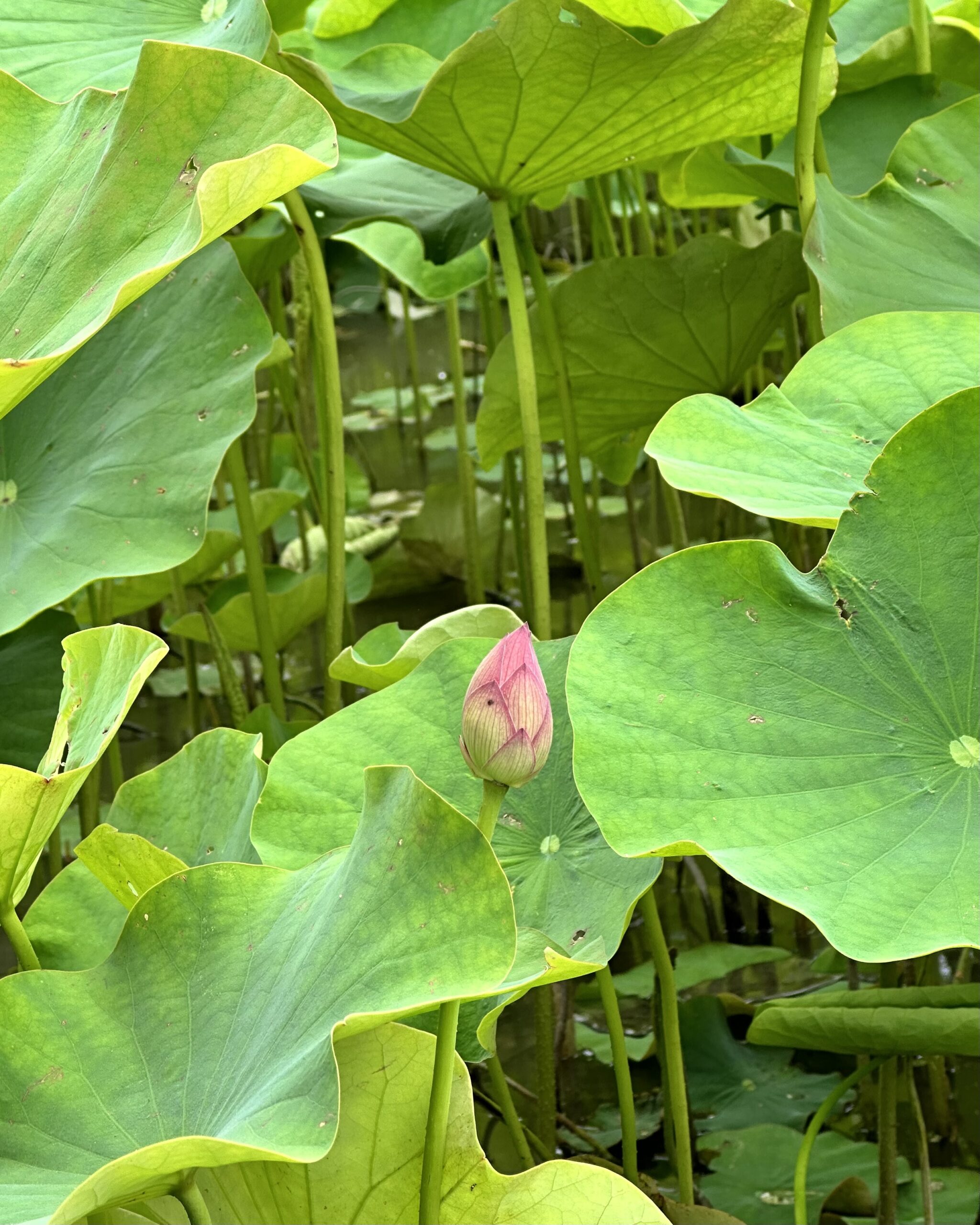 Lotus flowers at Toji-temple, Kyoto | (日本語) 御旅庵ブログ